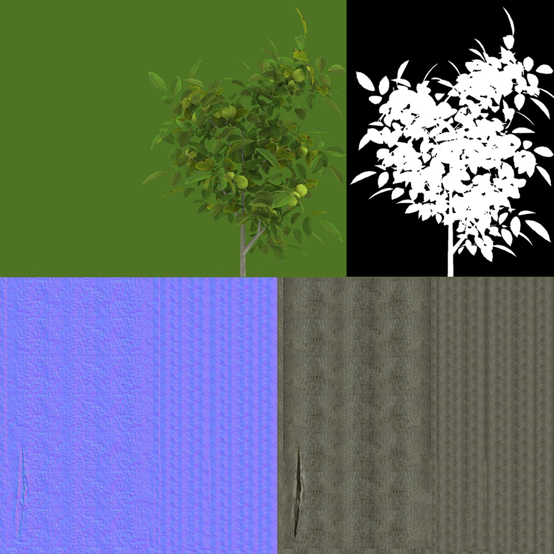 3d Model Walnut Tree