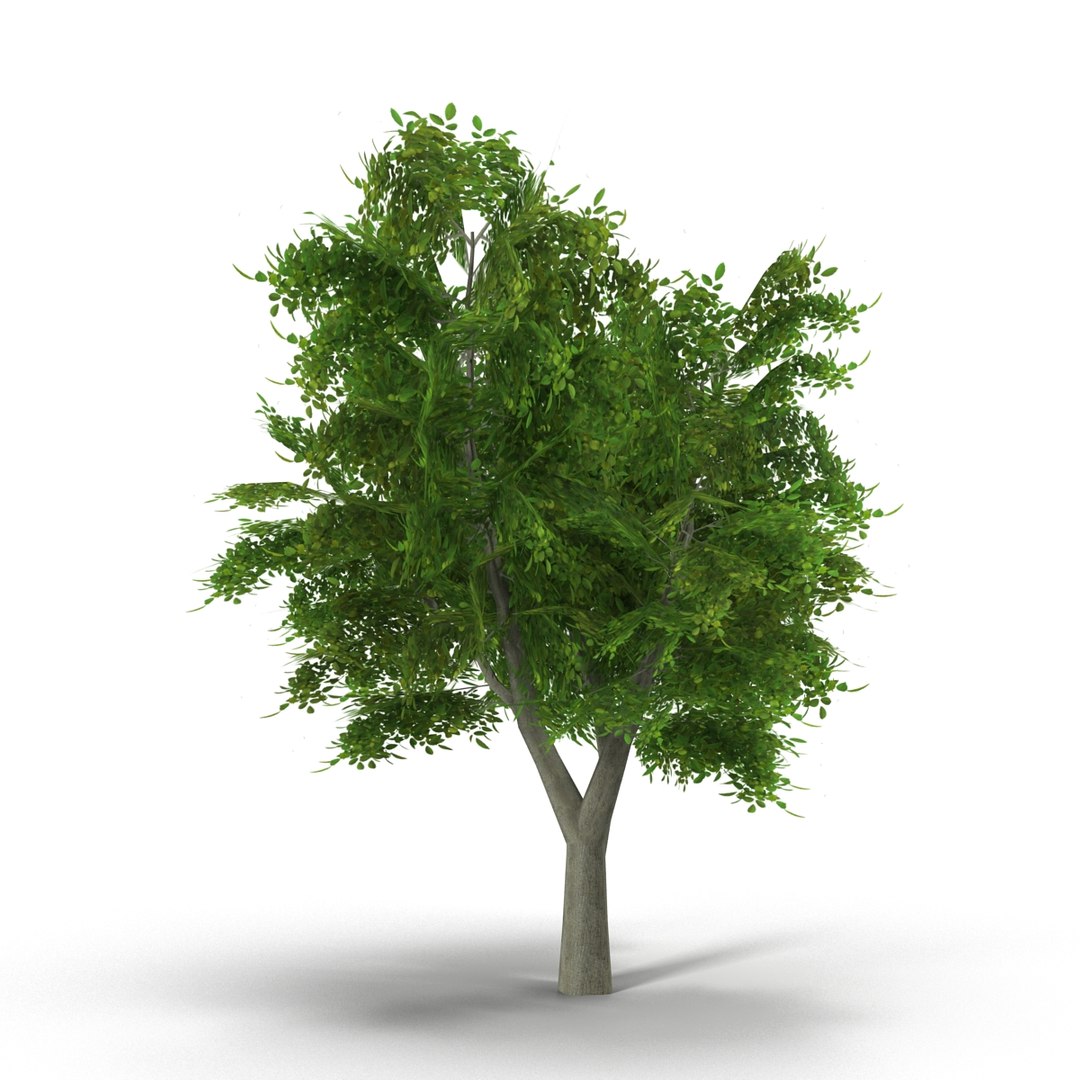 3d Model Walnut Tree
