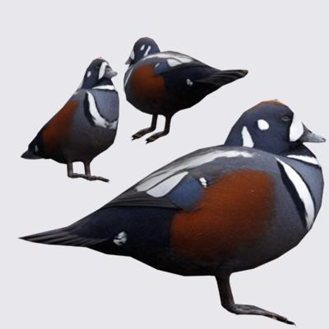 3ds Max Harlequin Duck