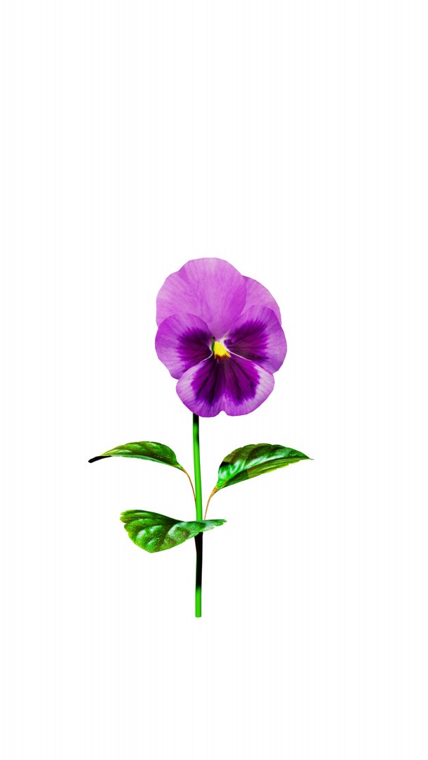 Violet Floer 3D Model - TurboSquid 1941594