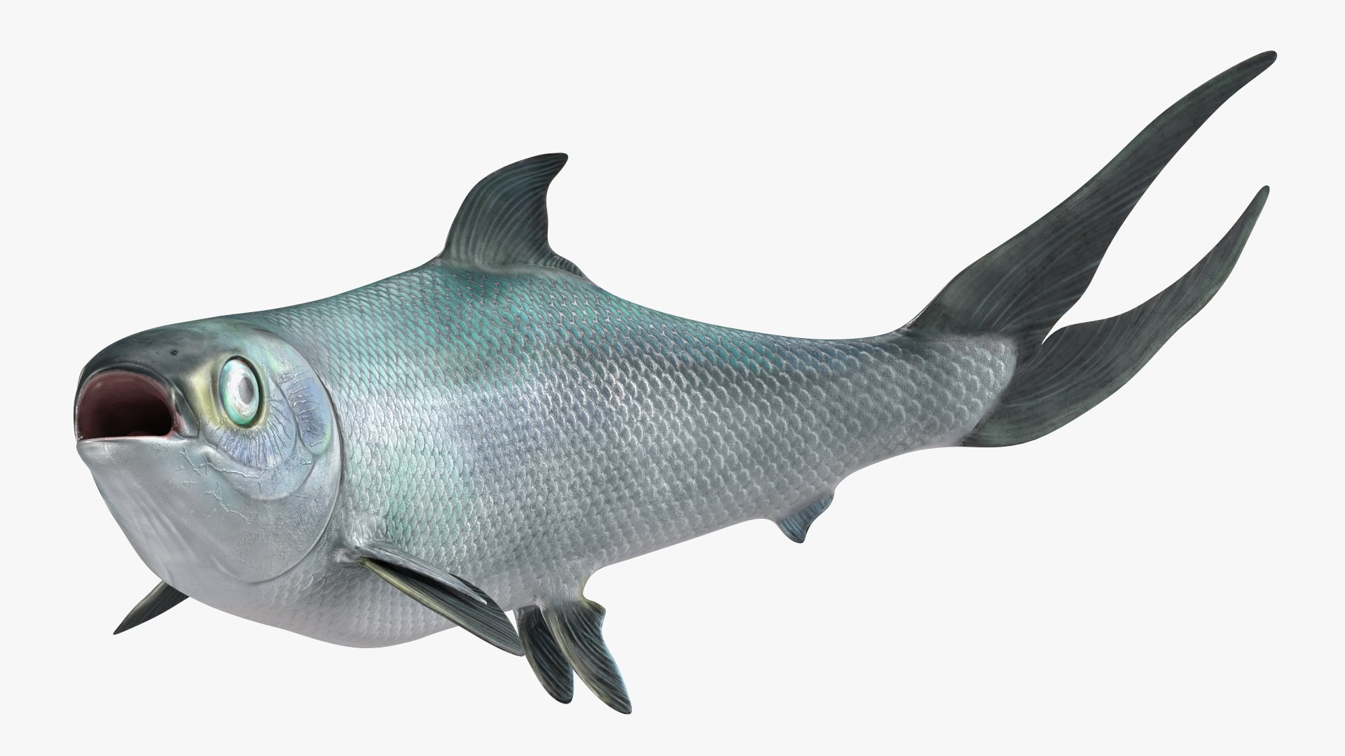 3D Chanos Chanos Rigged - TurboSquid 2243543