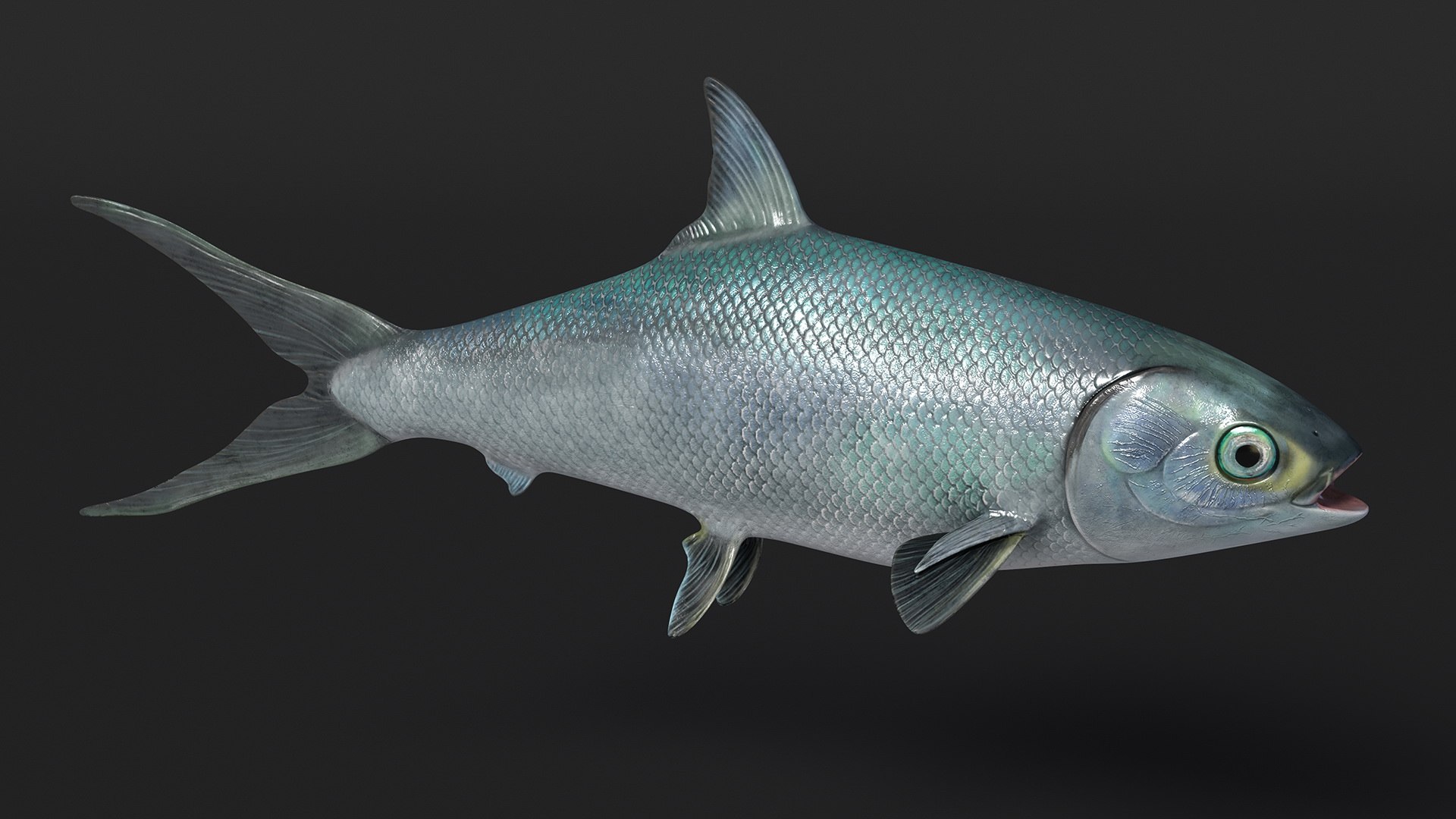 3D Chanos Chanos Rigged - TurboSquid 2243543
