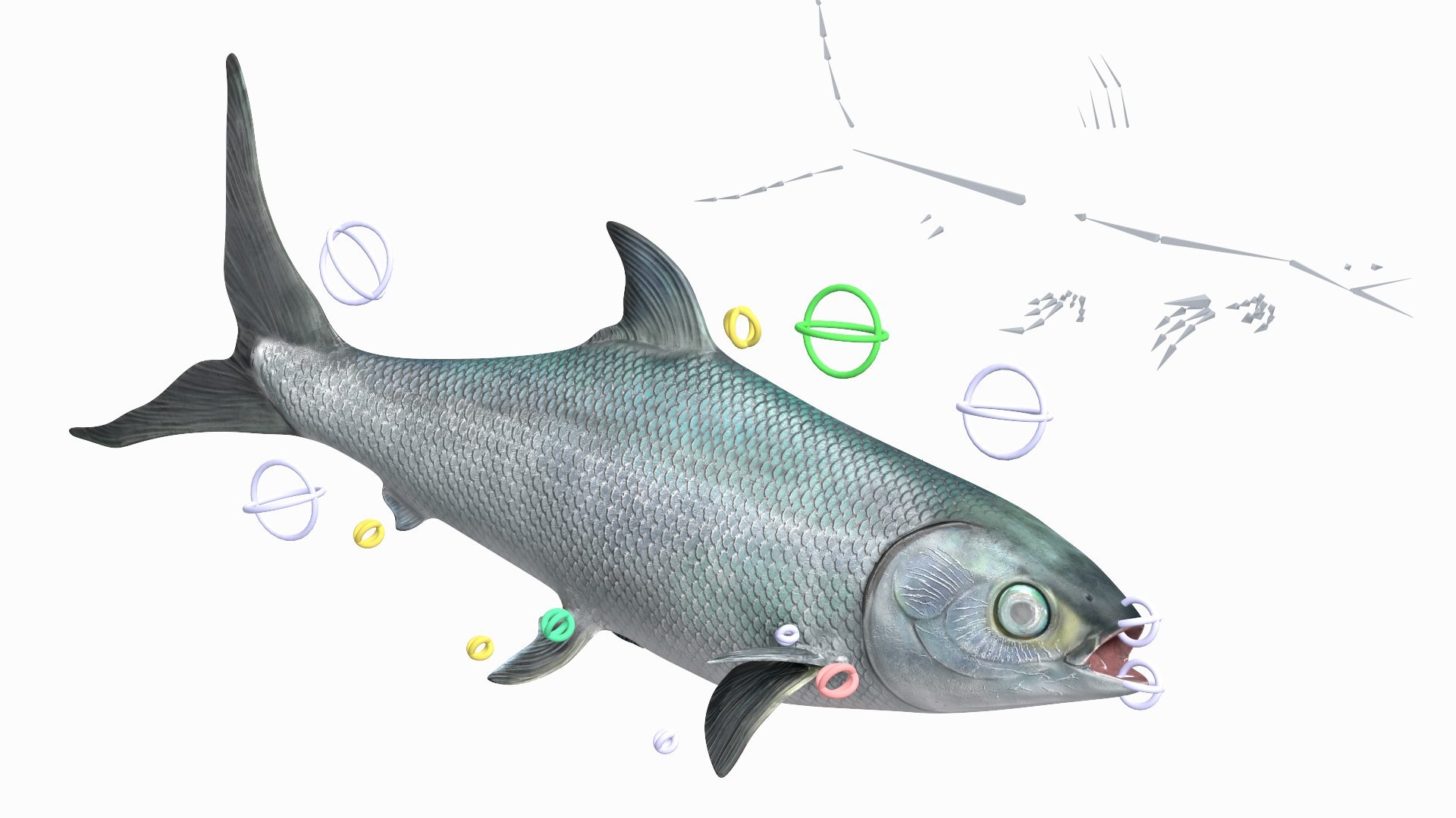 3D Chanos Chanos Rigged - TurboSquid 2243543