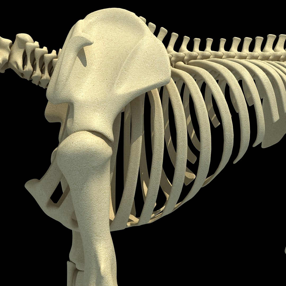 African Elephant Skeleton 3d 3ds