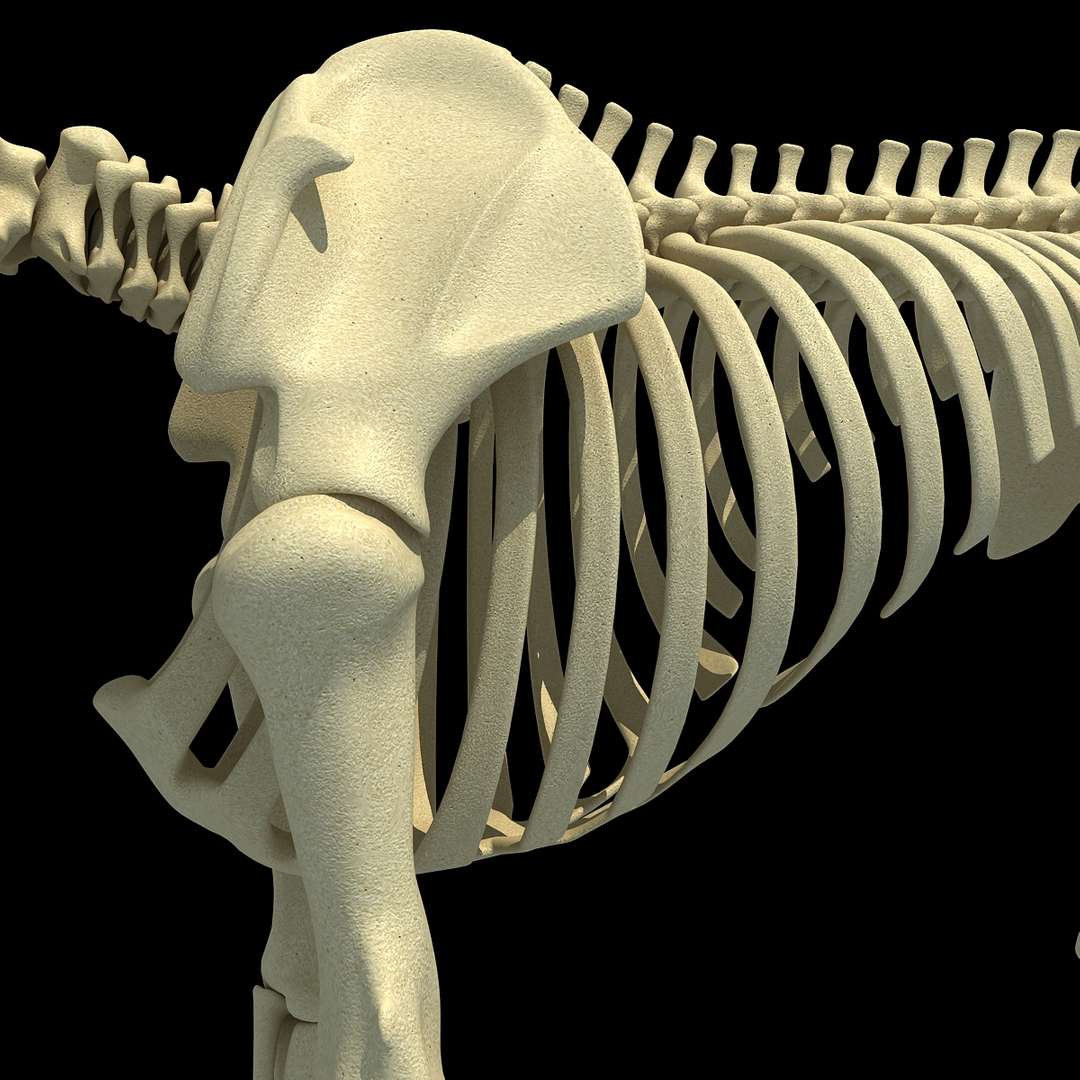 african elephant skeleton 3d 3ds
