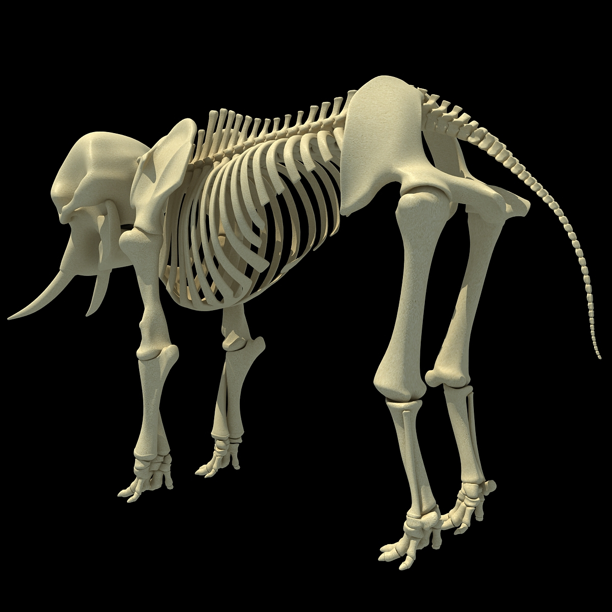 african elephant skeleton 3d 3ds