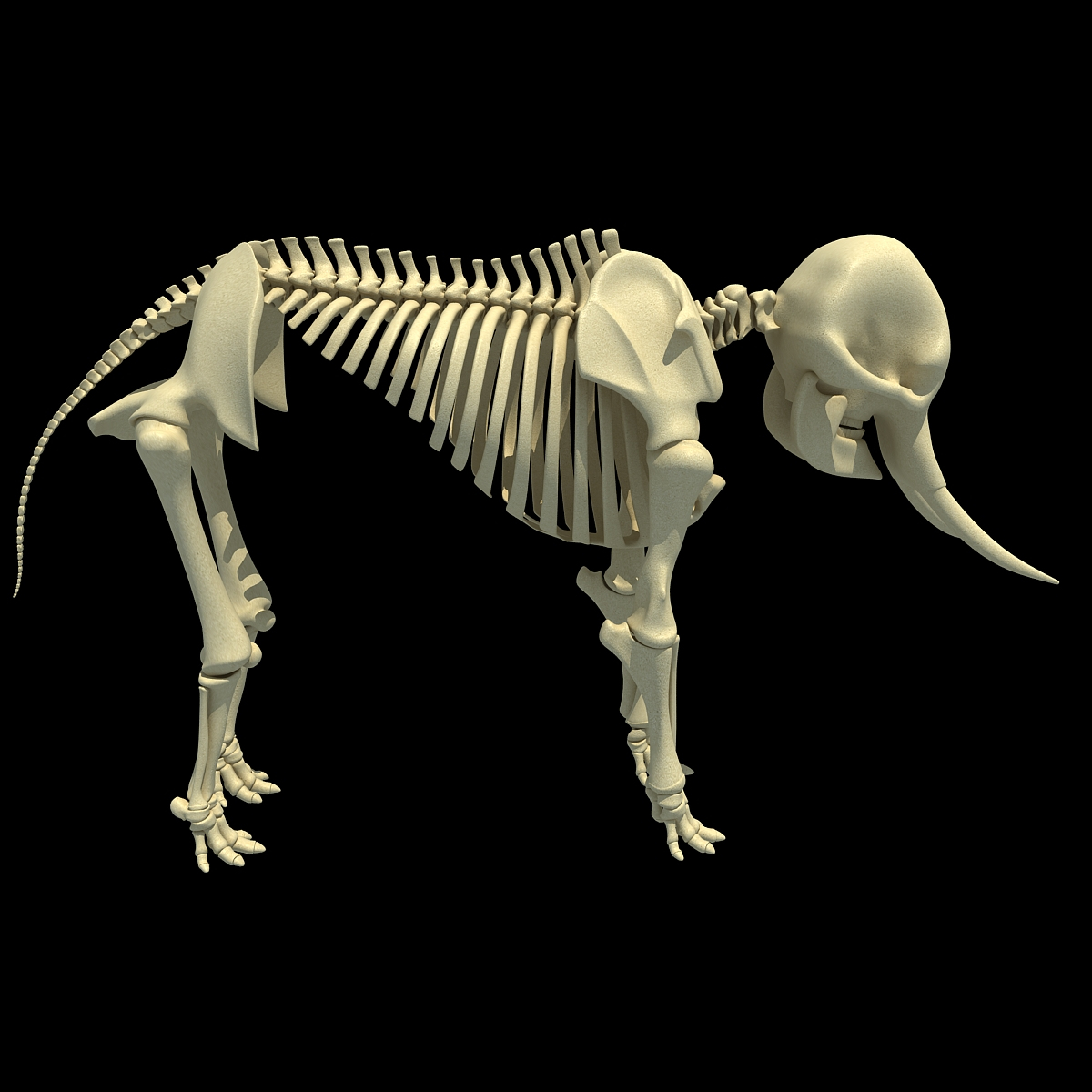 african elephant skeleton 3d 3ds