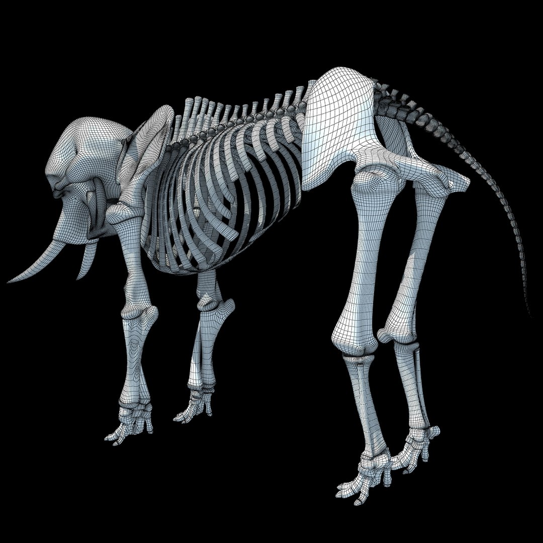 African Elephant Skeleton 3d 3ds