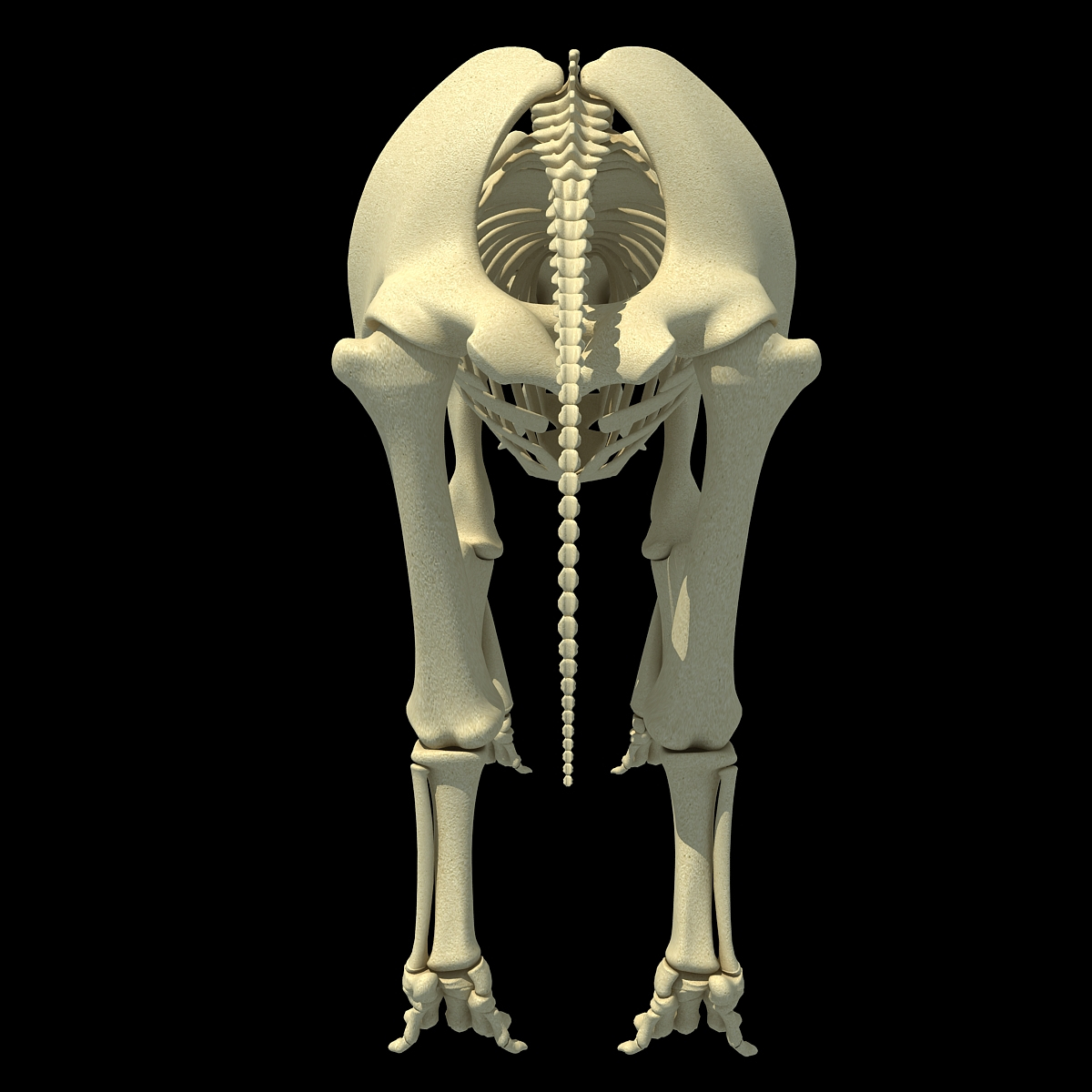 african elephant skeleton 3d 3ds