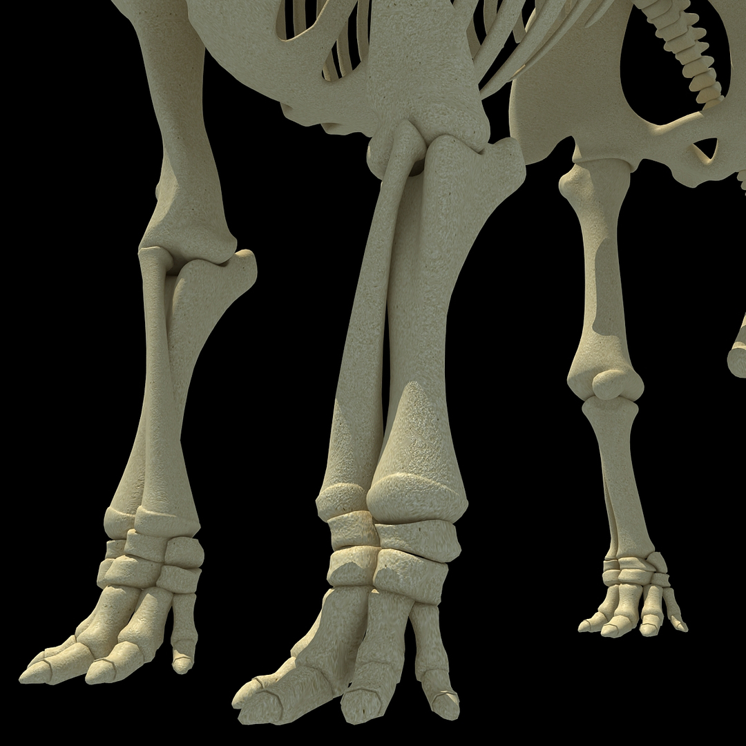 african elephant skeleton 3d 3ds