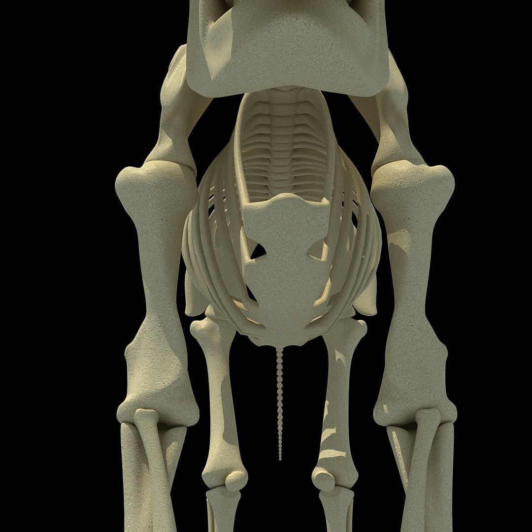 african elephant skeleton 3d 3ds