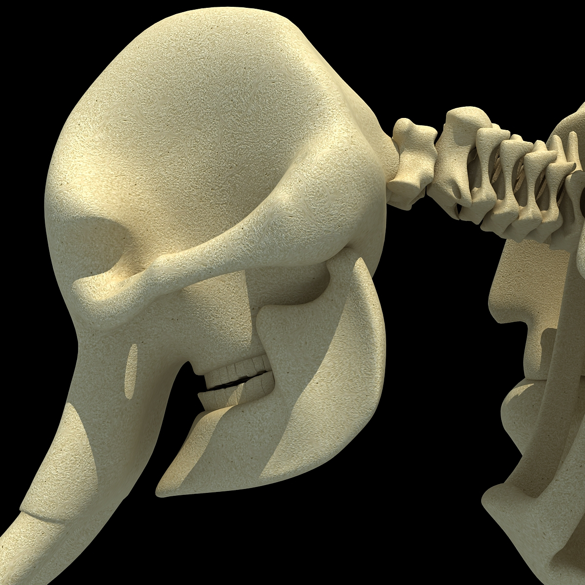 african elephant skeleton 3d 3ds