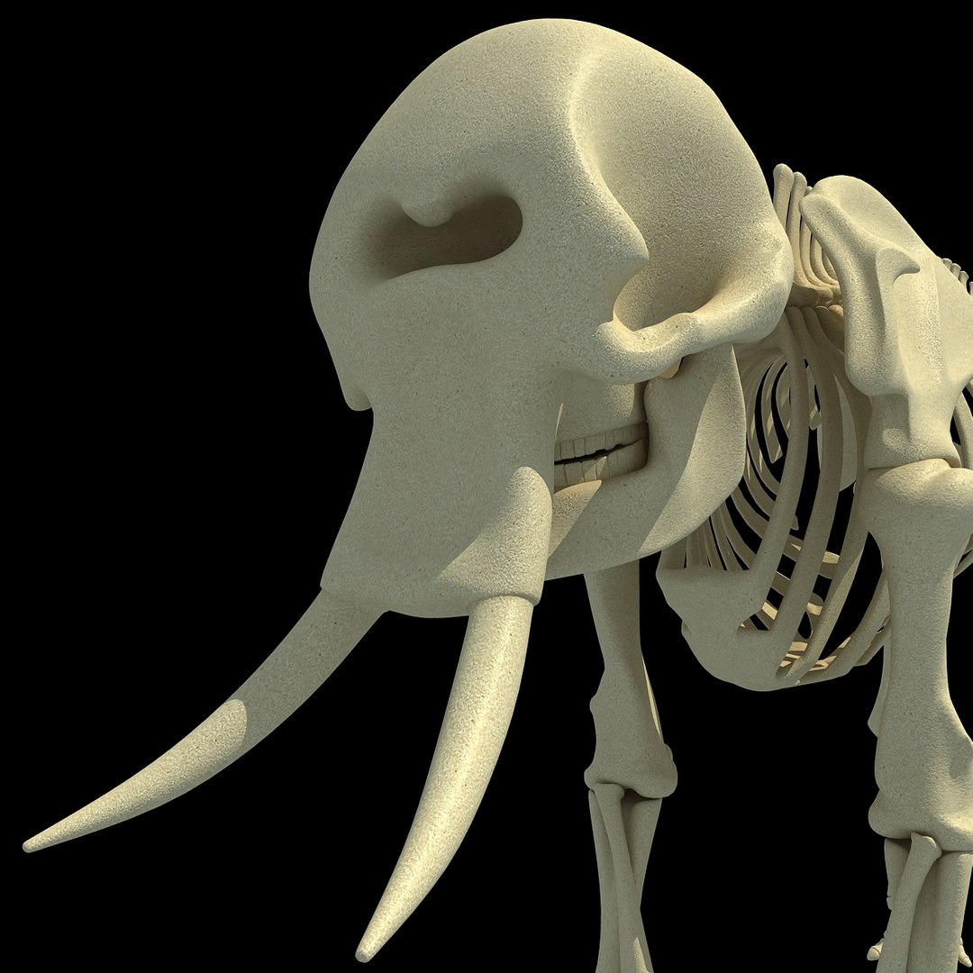 African Elephant Skeleton 3d 3ds