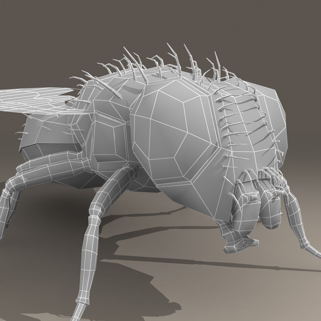 House Fly 3d Model