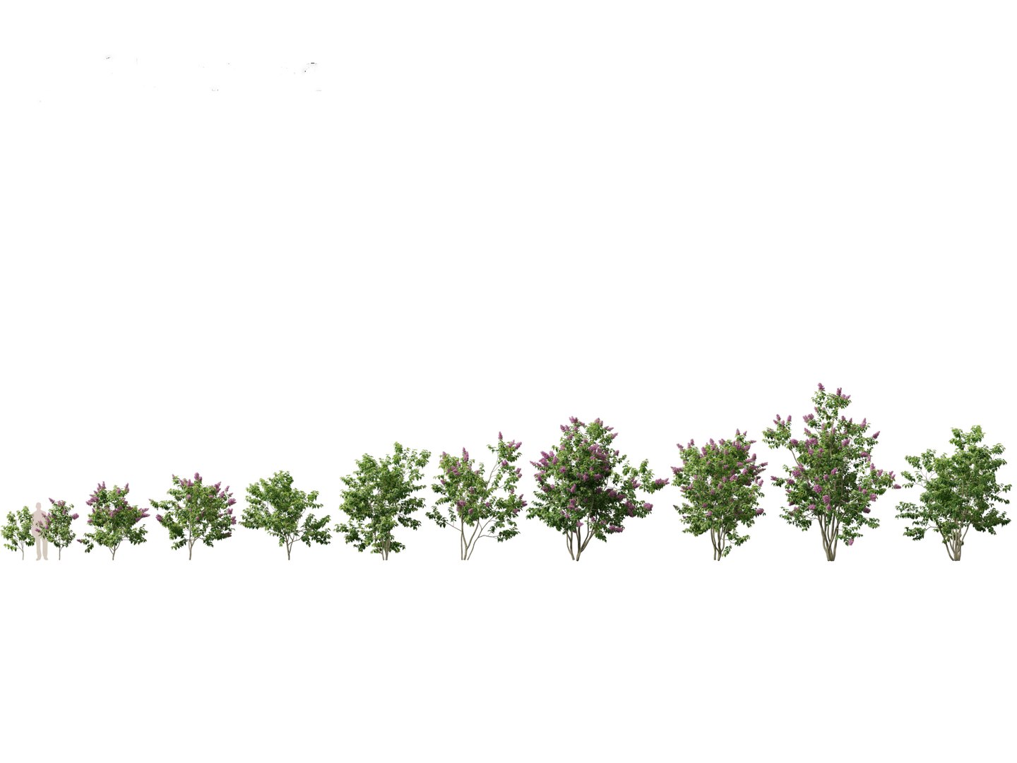 3D Syringa Vulgaris - Common Lilac - TurboSquid 2152741