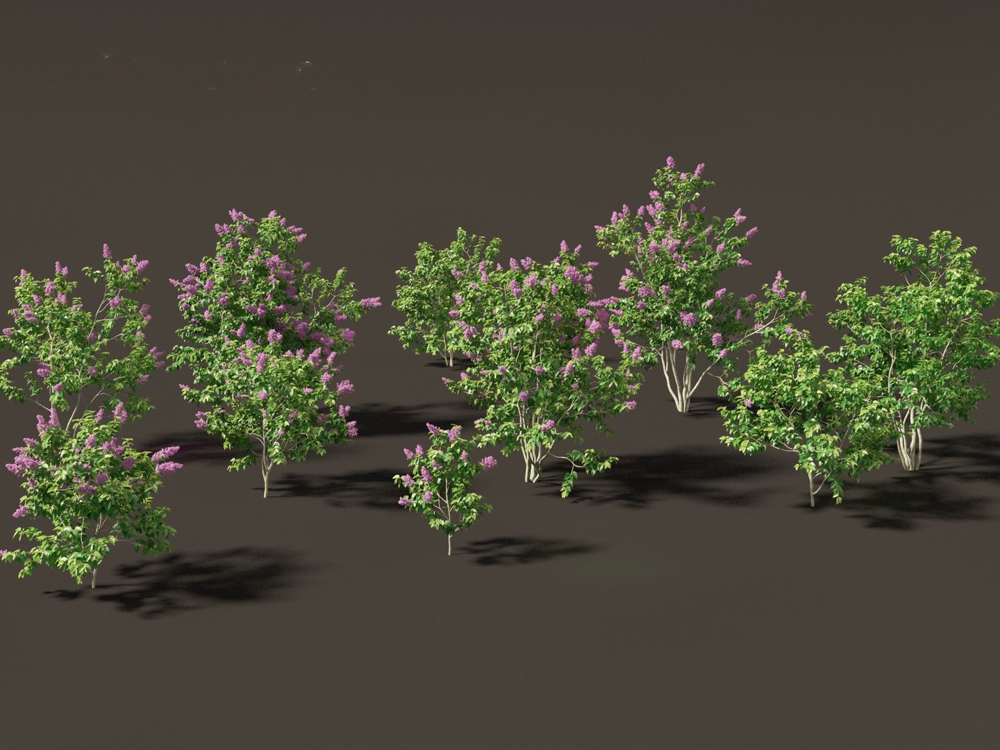 3D Syringa Vulgaris - Common Lilac - TurboSquid 2152741