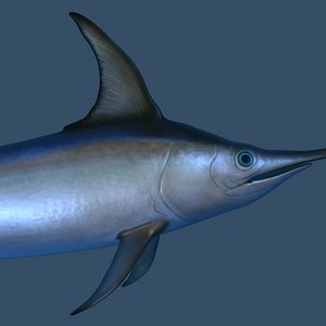Swordfish 3D Models for Download | TurboSquid