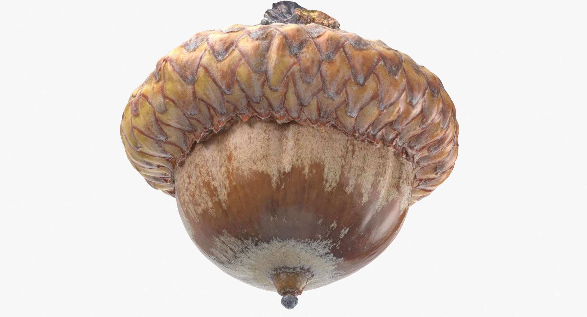 3D Acorn 01 - Laying And Standing - TurboSquid 1885488