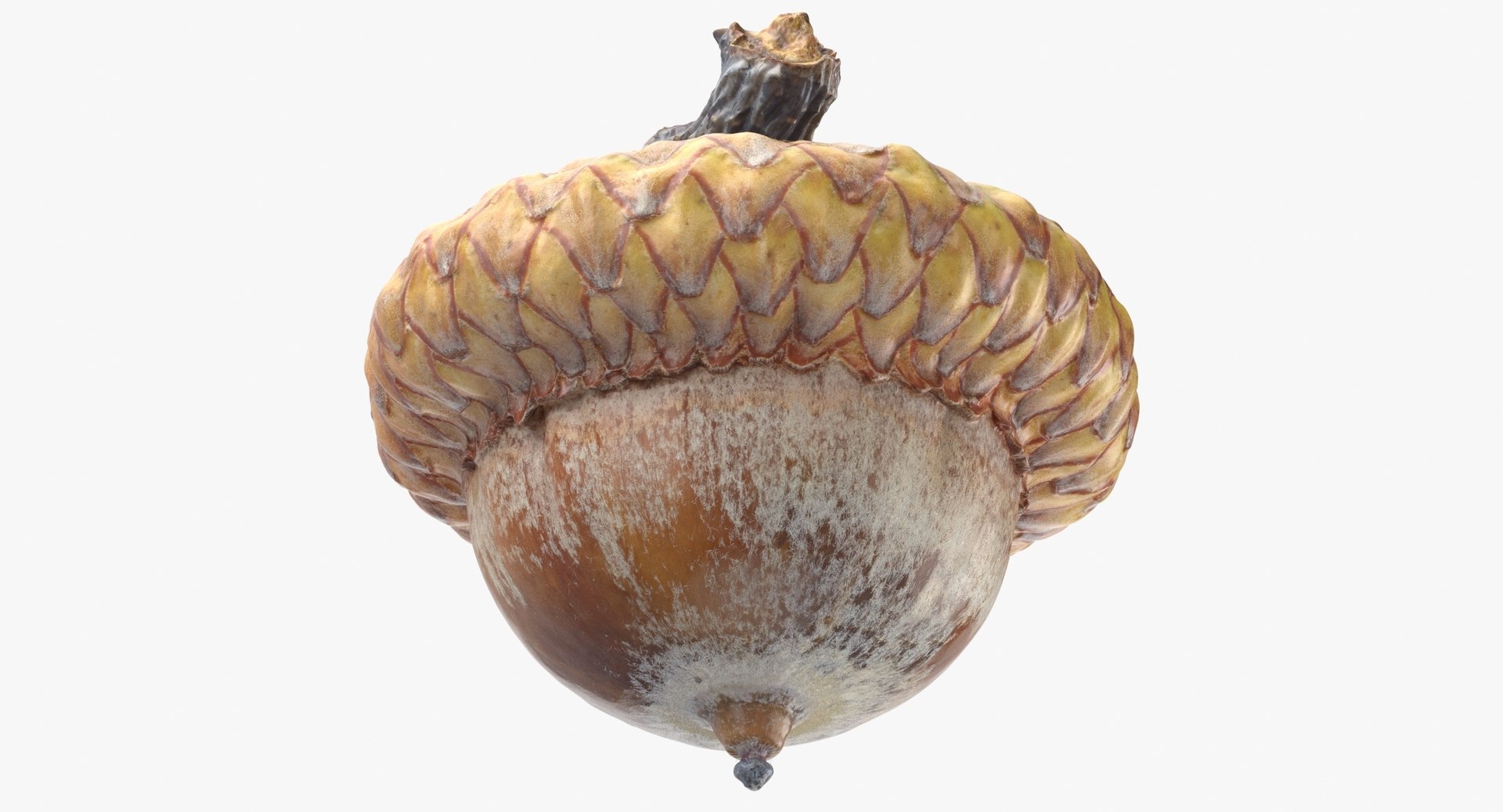 3D Acorn 01 - Laying And Standing - TurboSquid 1885488