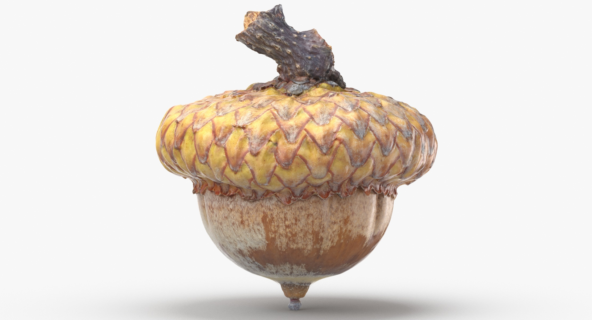 3D Acorn 01 - Laying And Standing - TurboSquid 1885488