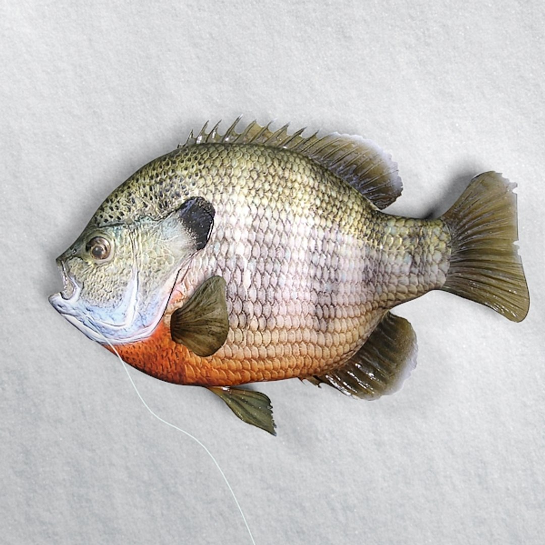Fish Bluegill 3d Max