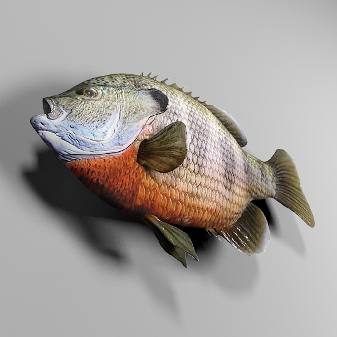Fish Bluegill 3d Max