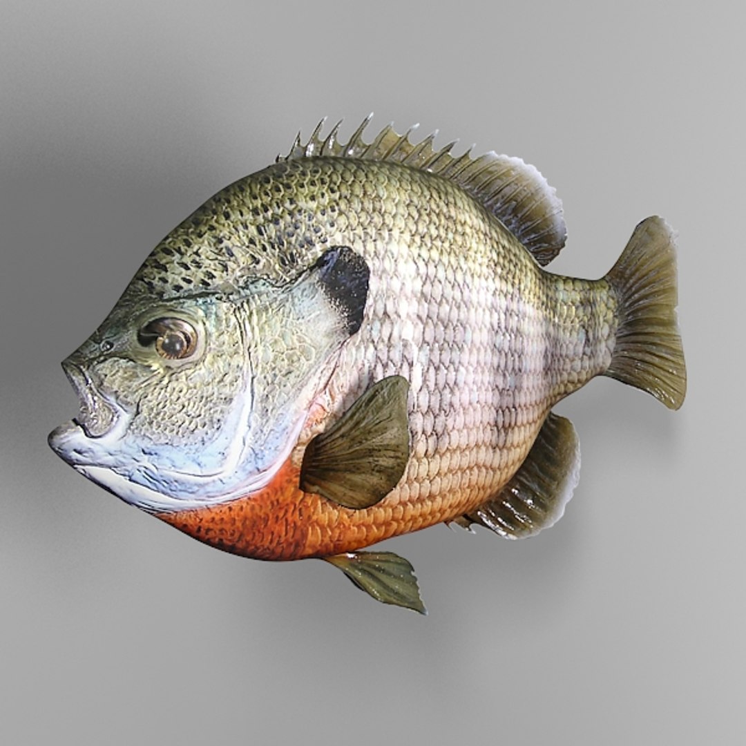 Fish Bluegill 3d Max