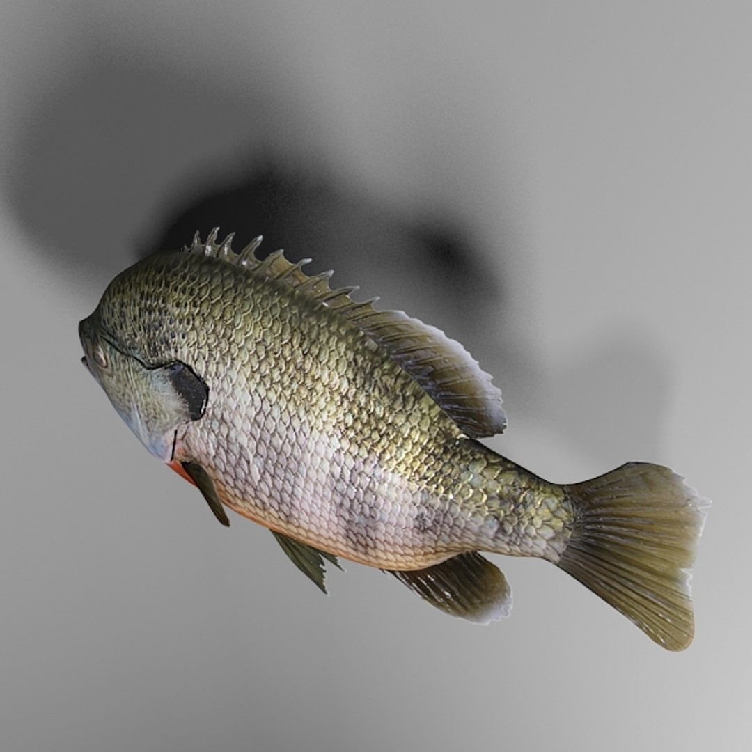 Fish Bluegill 3d Max