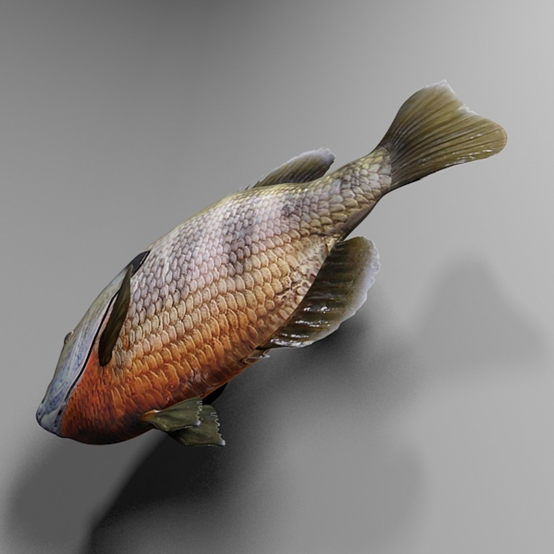 Fish Bluegill 3d Max