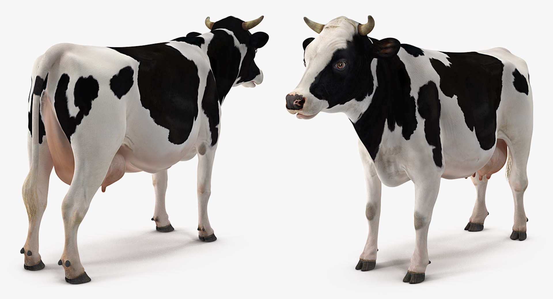 3D dairy cow rigged model - TurboSquid 1251950