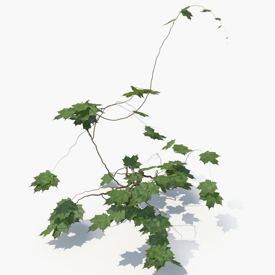 Realistic Ivy Plant 3D Model - TurboSquid 1151848