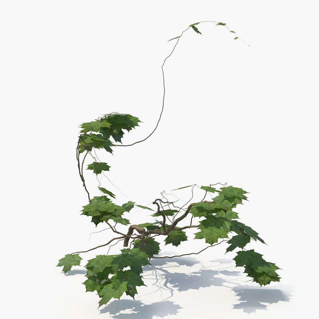 Realistic Ivy Plant 3D Model - TurboSquid 1151848