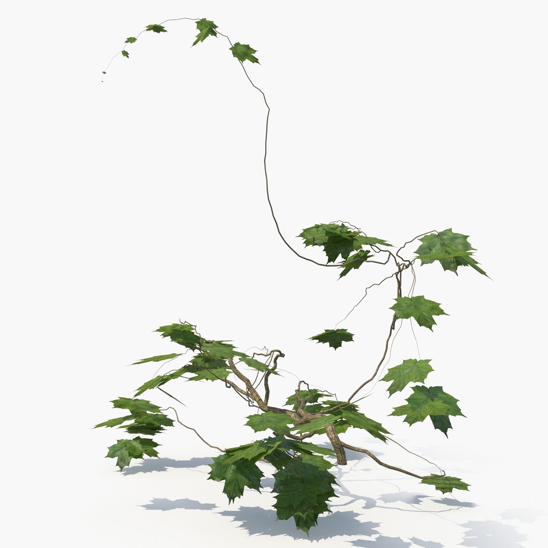 Realistic Ivy Plant 3D Model - TurboSquid 1151848