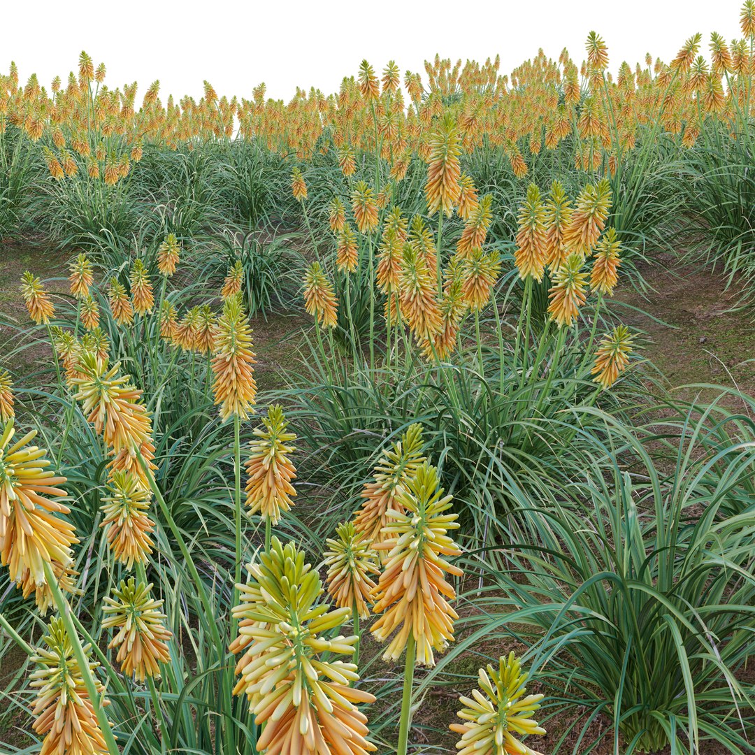 3D Model Kniphofia Triangularis - TurboSquid 2211940