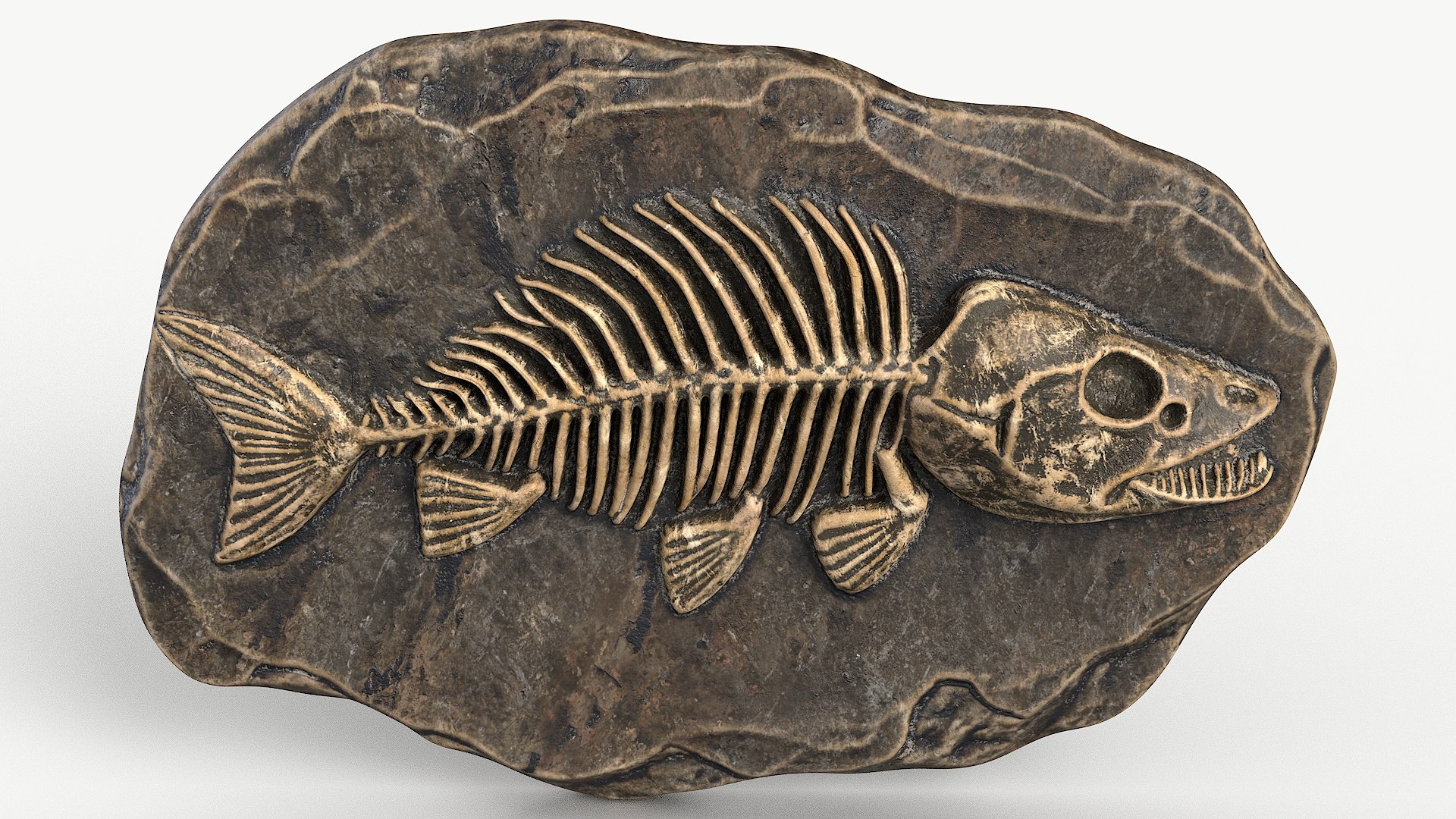3D Model Prehistoric Fish Skeleton Fossil 021 Textured - TurboSquid 2303016