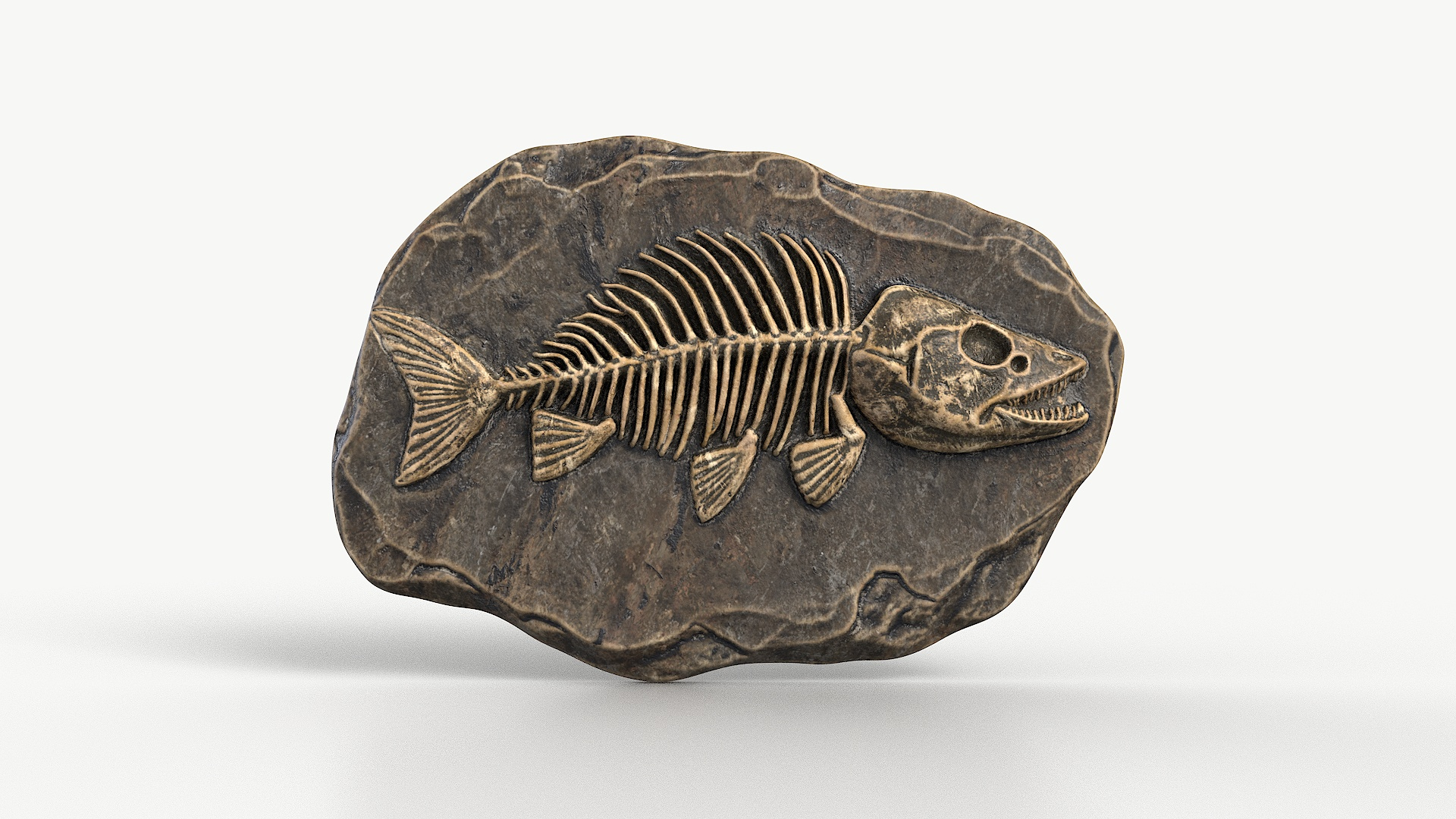 3D Model Prehistoric Fish Skeleton Fossil 021 Textured - TurboSquid 2303016