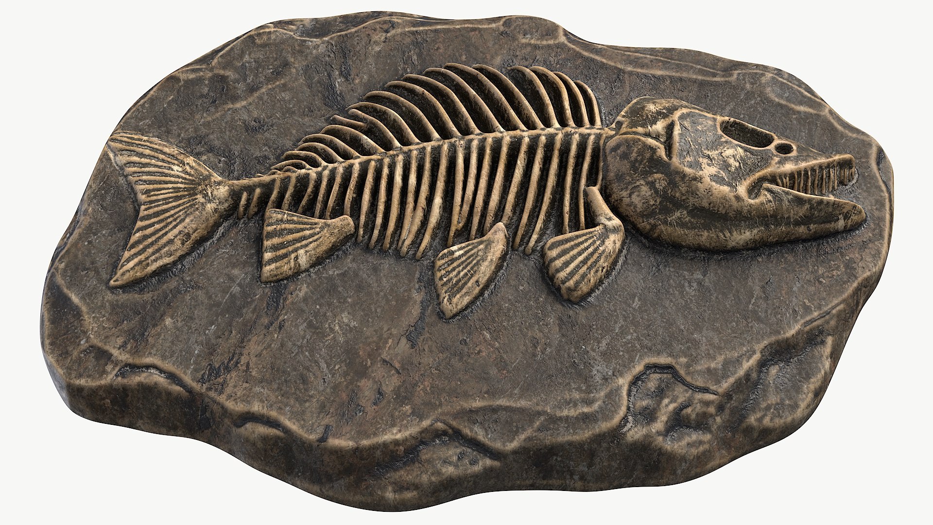 3D Model Prehistoric Fish Skeleton Fossil 021 Textured - TurboSquid 2303016