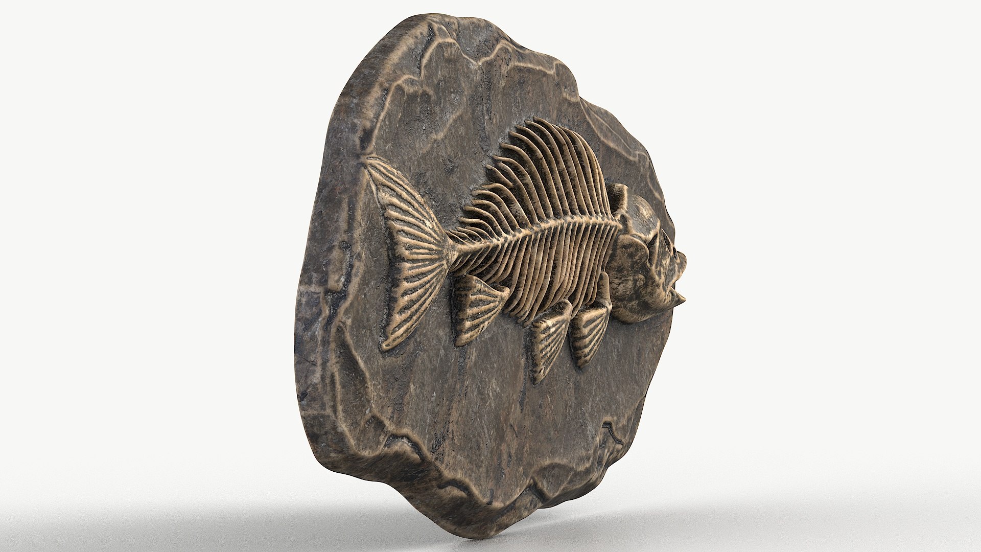 3D Model Prehistoric Fish Skeleton Fossil 021 Textured - TurboSquid 2303016
