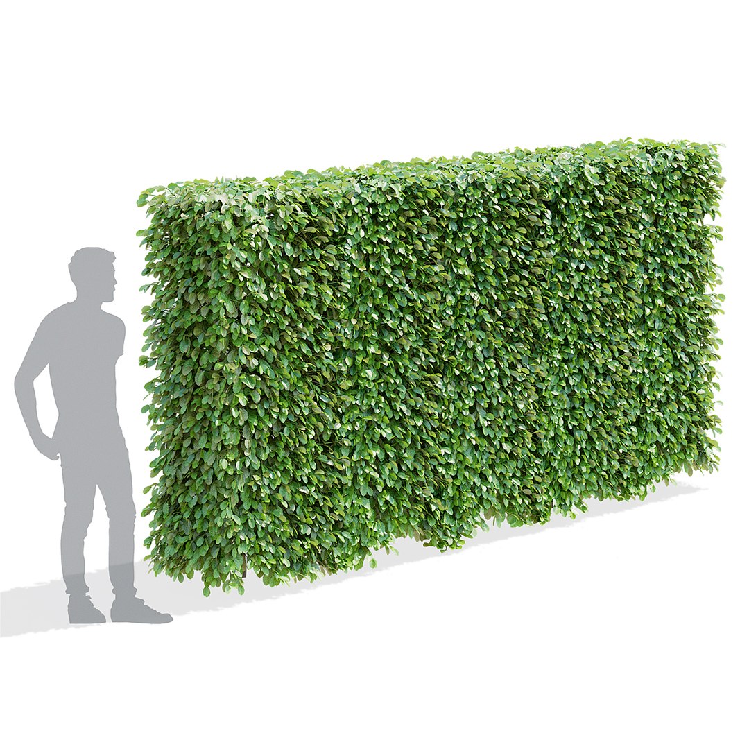 3D Fagus Sylvatica Hedge Green - TurboSquid 1991194