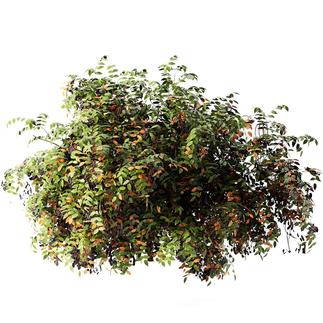 Realistic Summer And Fall Shrubbery Bush 3D Model - TurboSquid 2140827