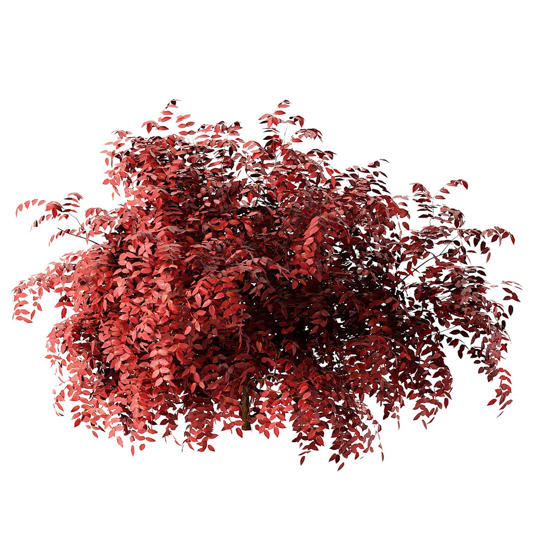 Realistic Summer And Fall Shrubbery Bush 3D Model - TurboSquid 2140827