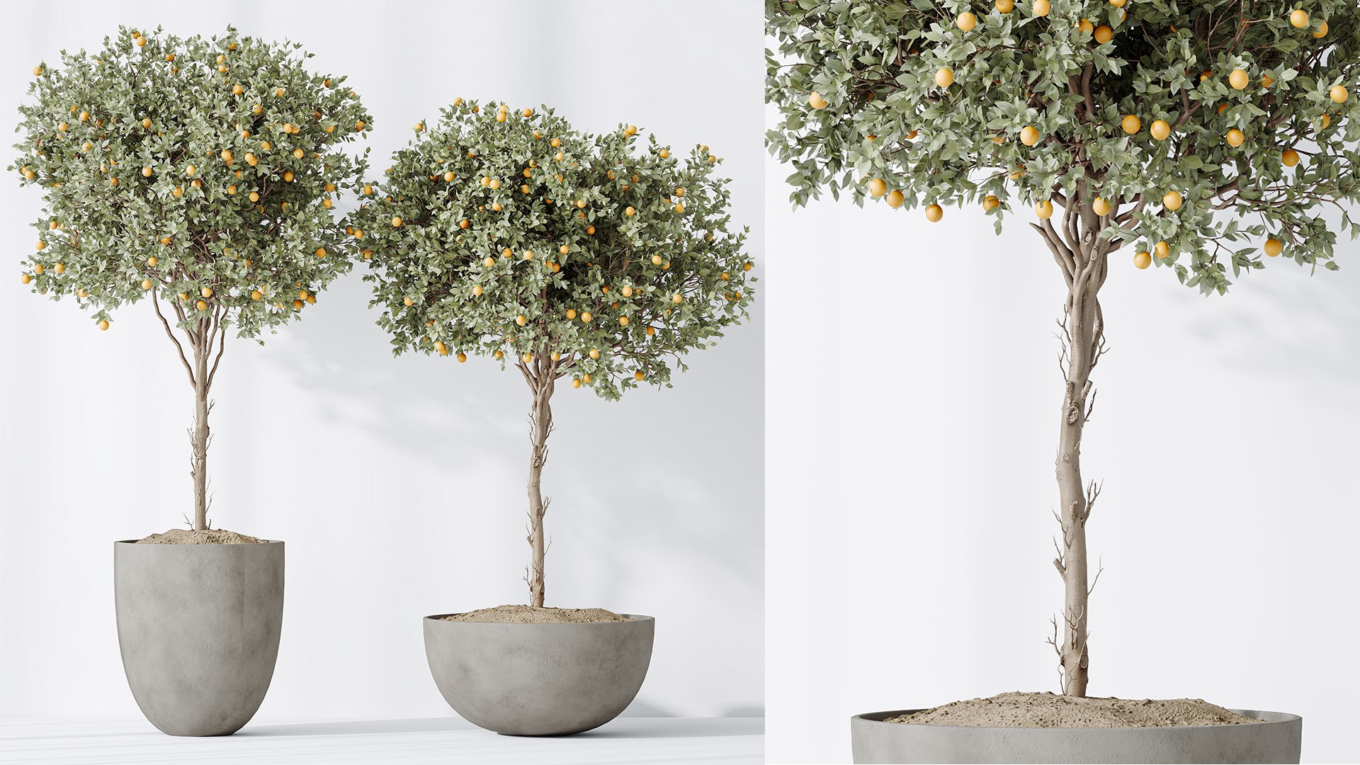 modèle 3D de Plantes d'intérieur Mandarine Agrumes Orange - TurboSquid ...