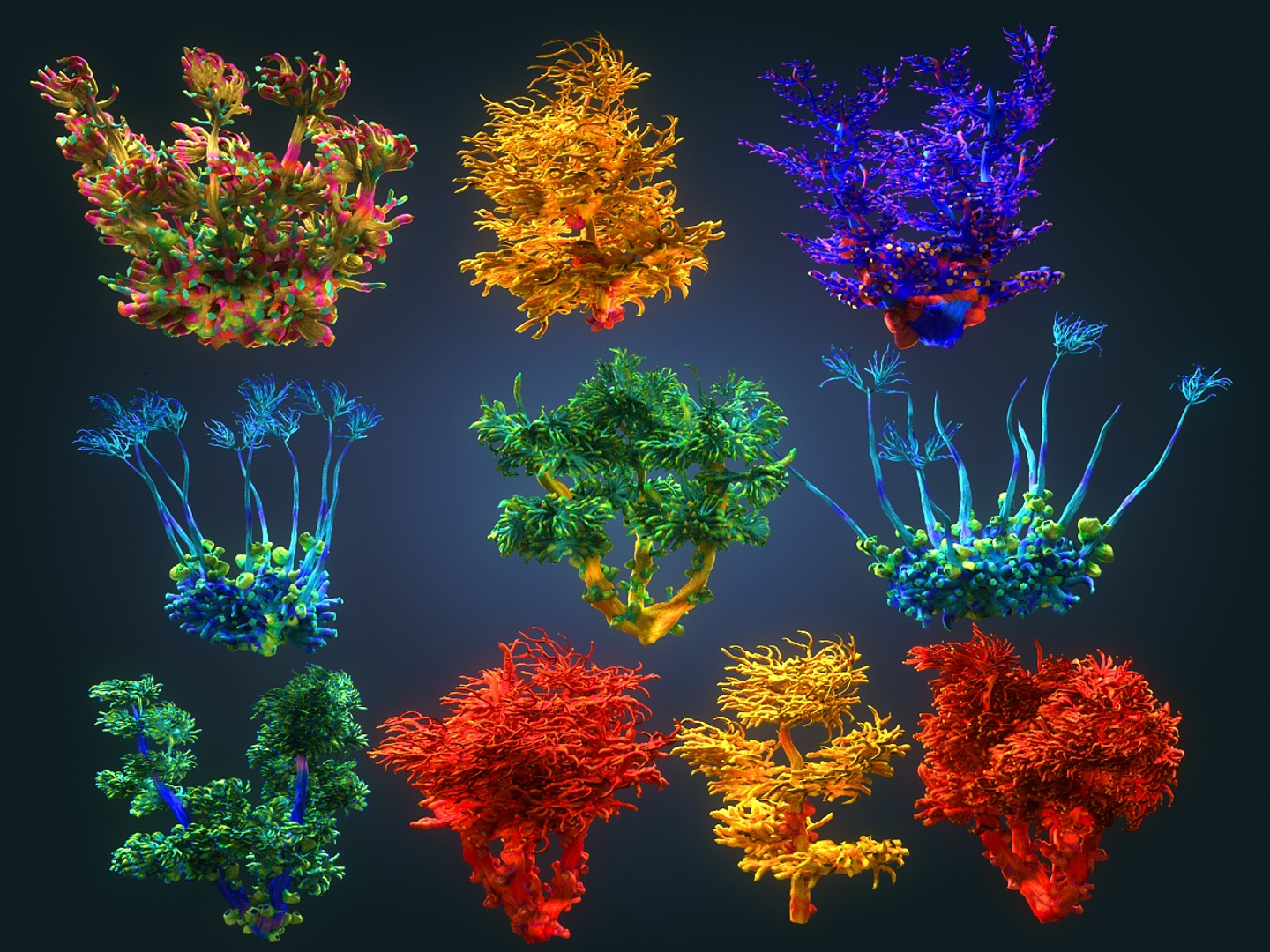 Coral reef ecosystem pack 3D model - TurboSquid 1368596