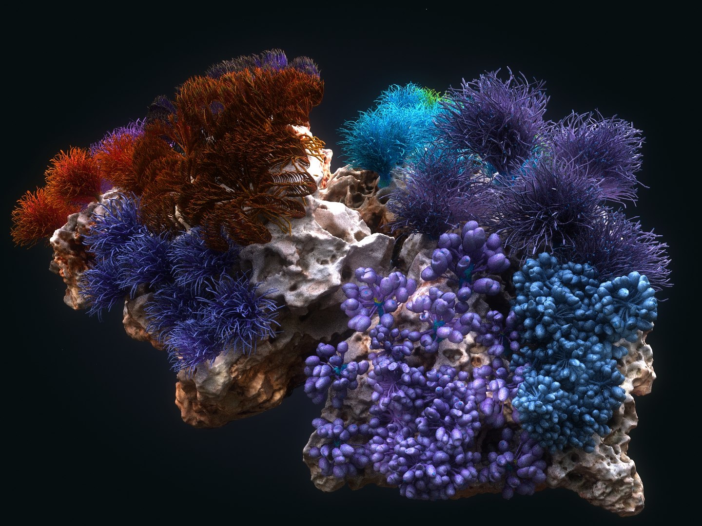 Coral reef ecosystem pack 3D model - TurboSquid 1368596