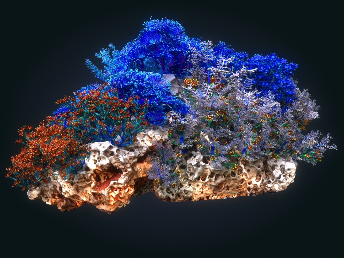 Coral reef ecosystem pack 3D model - TurboSquid 1368596