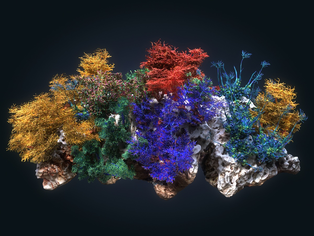 Coral reef ecosystem pack 3D model - TurboSquid 1368596