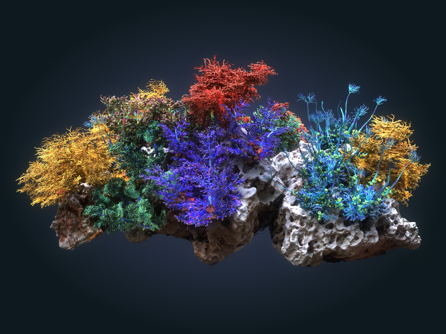 Coral reef ecosystem pack 3D model - TurboSquid 1368596