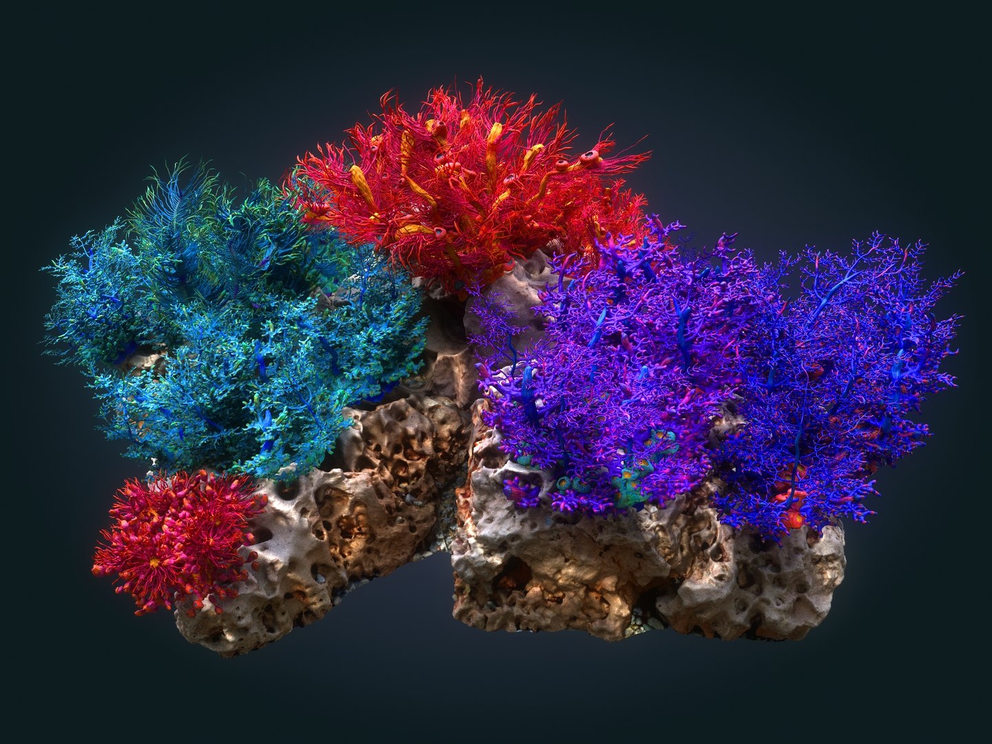 Coral reef ecosystem pack 3D model - TurboSquid 1368596