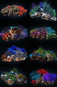 3D coral reef ecosystem pack 2 - TurboSquid 1366500