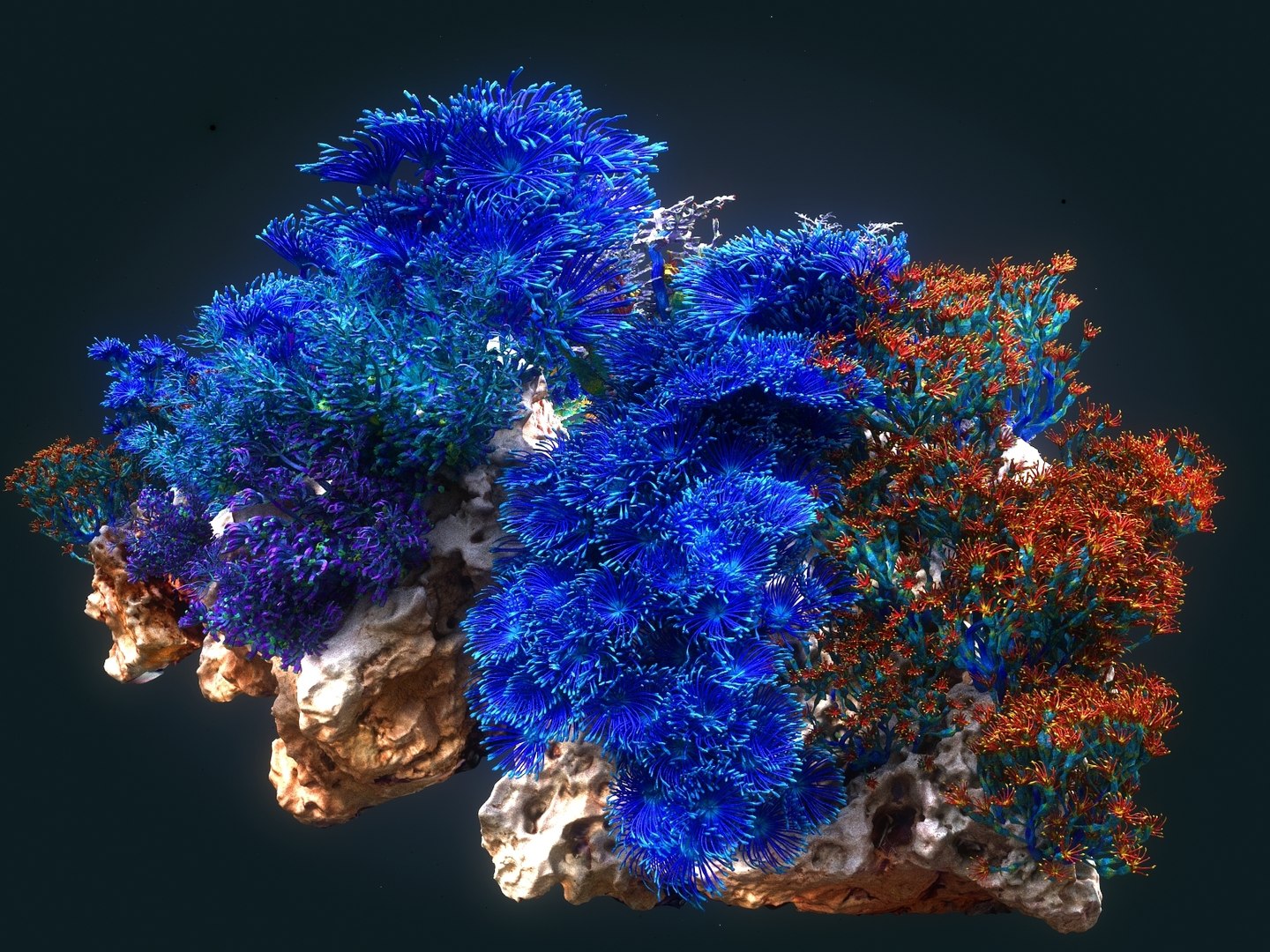 Coral reef ecosystem pack 3D model - TurboSquid 1368596